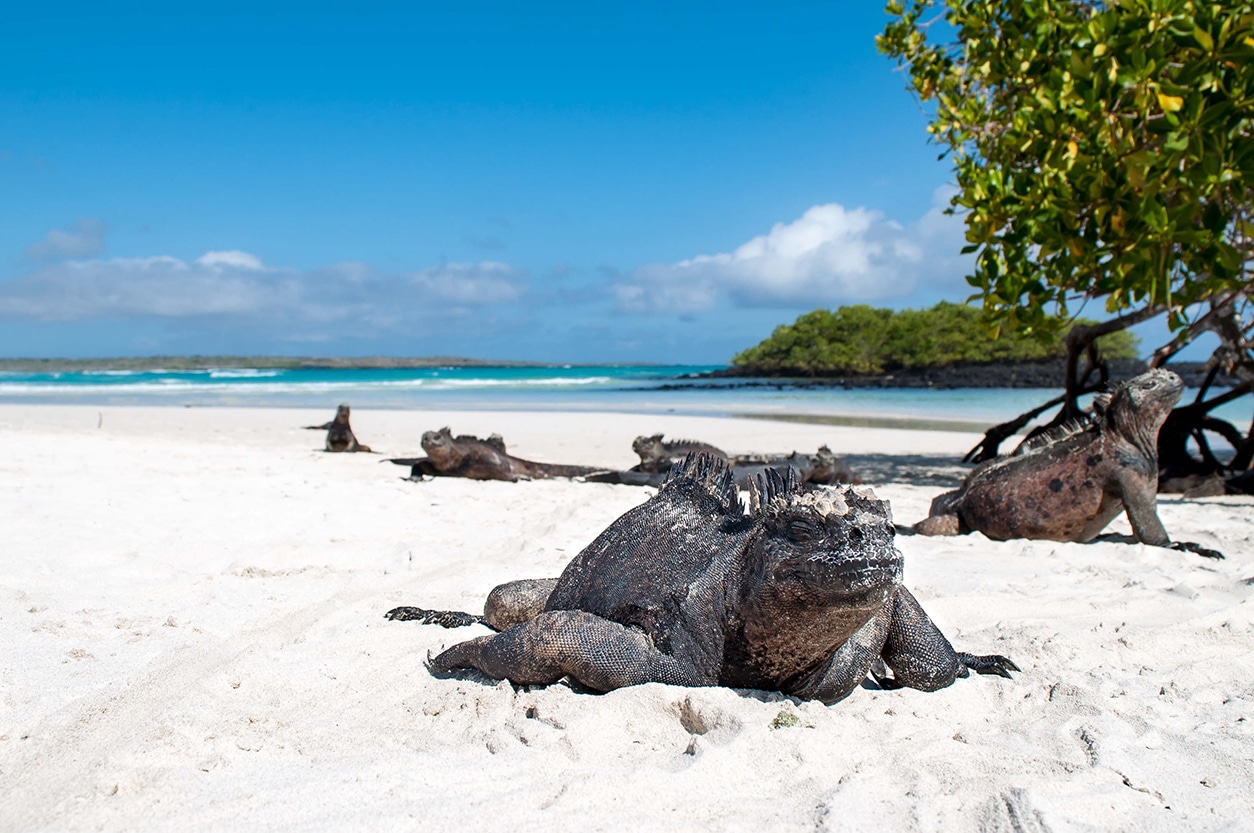 Tortuga Bay Galapagos Guide: Essential Info for Travelers